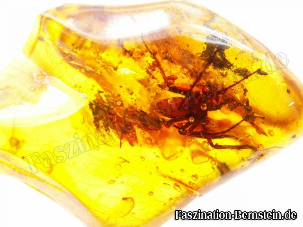 Bernstein Inklusen / Insekten